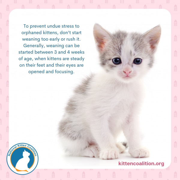 Weaning Kittens: From the Milk Bar to the Buffet - National Kitten Coalition