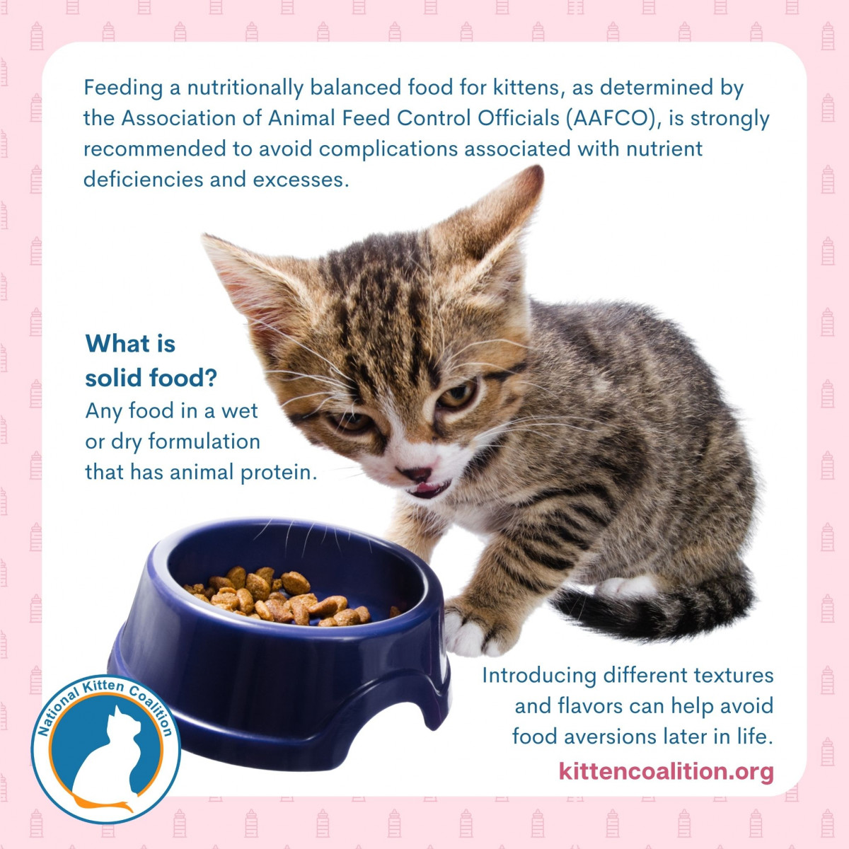 Weaning Kittens: From the Milk Bar to the Buffet - National Kitten ...