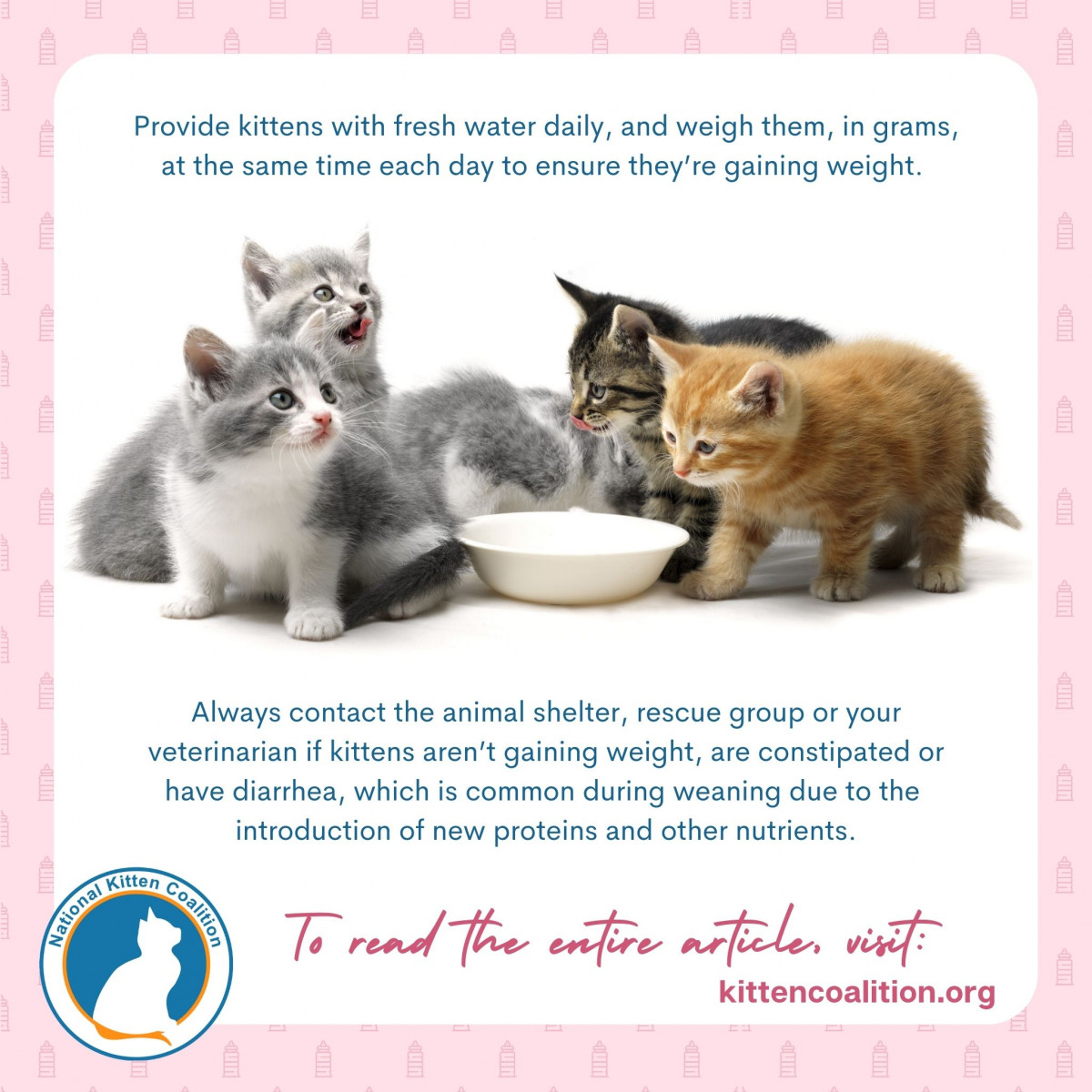 Weaning Kittens: From the Milk Bar to the Buffet - National Kitten ...