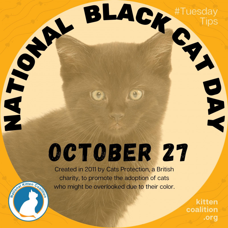 Celebrating Mini Panthers: National Black Cat Day - National Kitten ...
