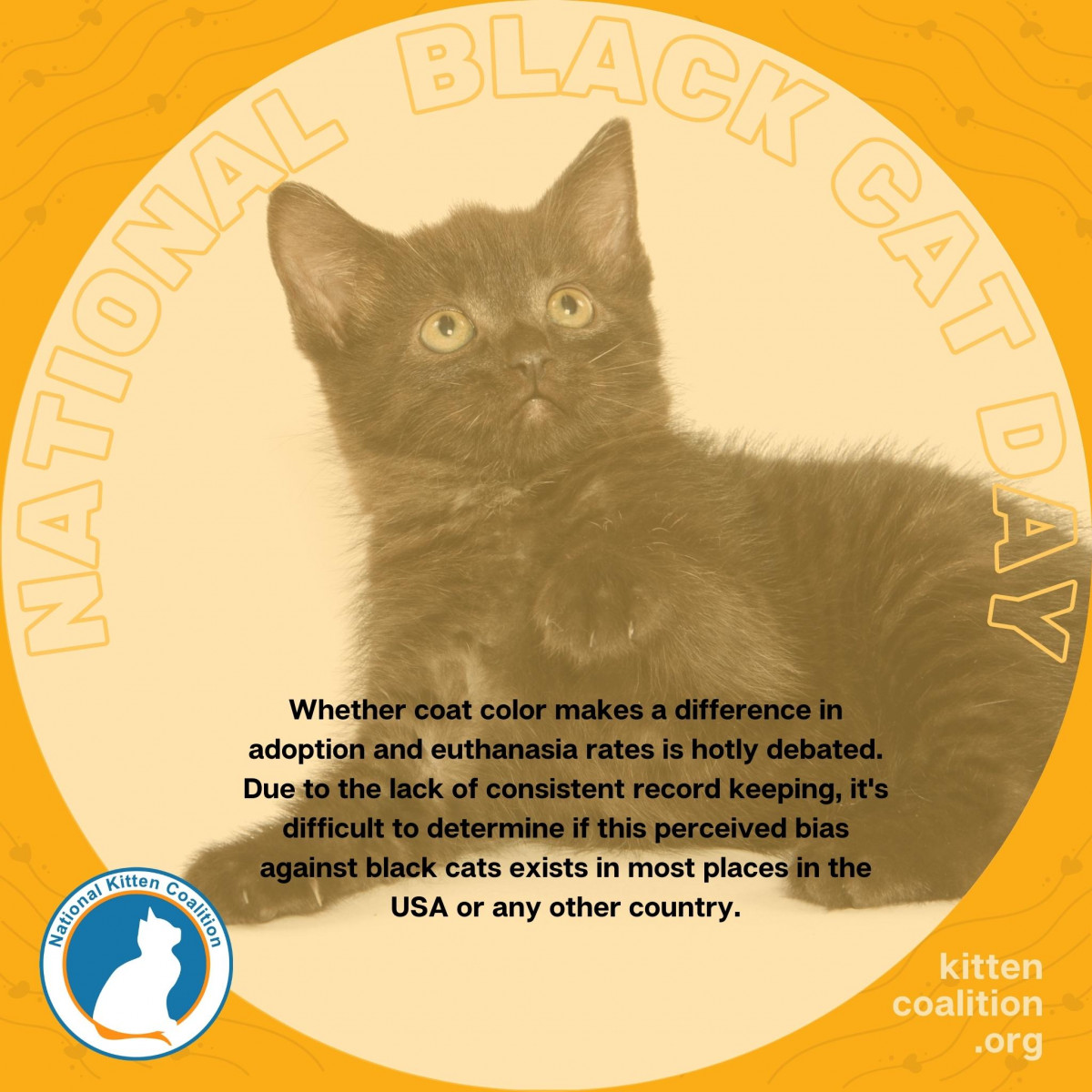 Celebrating Mini Panthers: National Black Cat Day - National Kitten ...