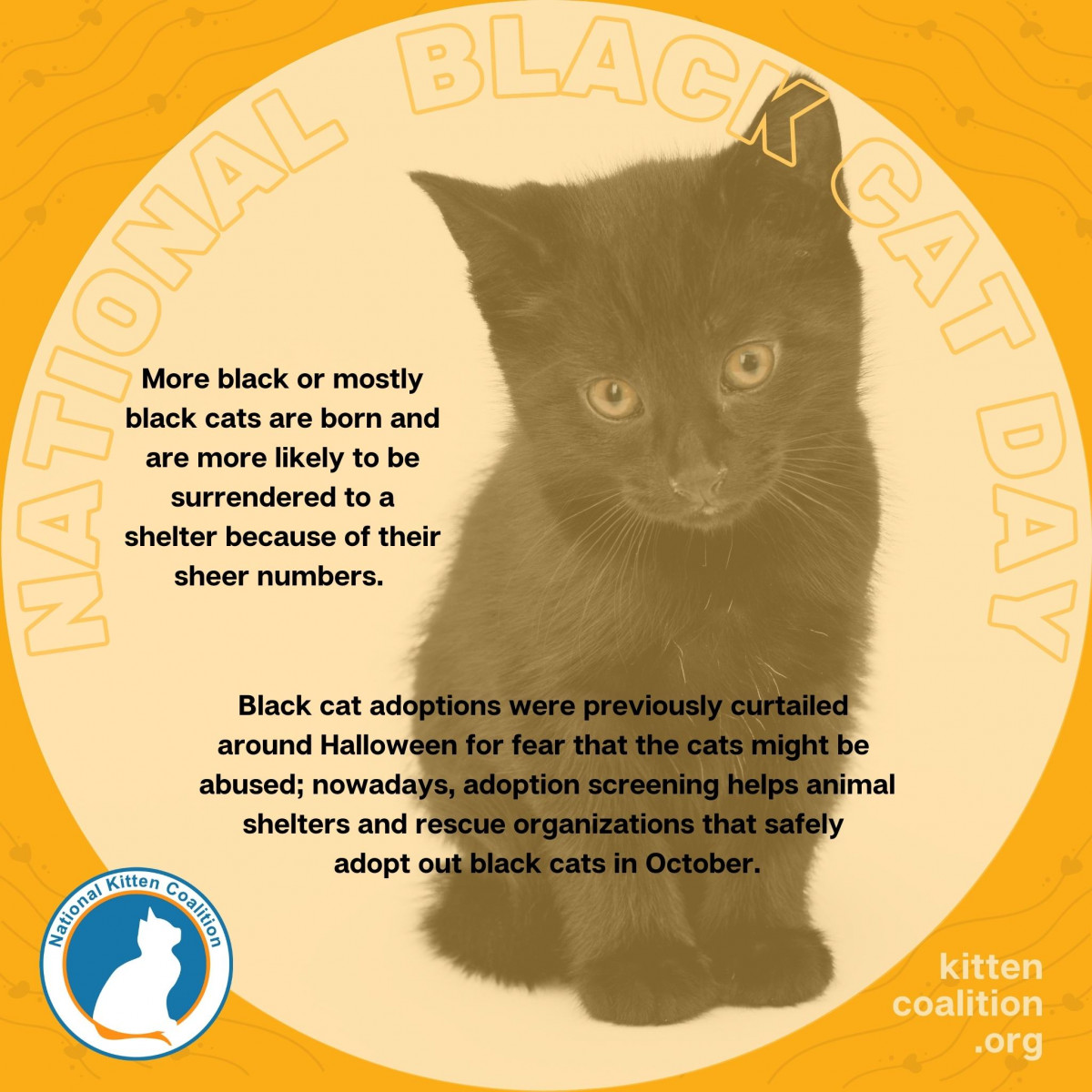 Celebrating Mini Panthers: National Black Cat Day - National Kitten ...