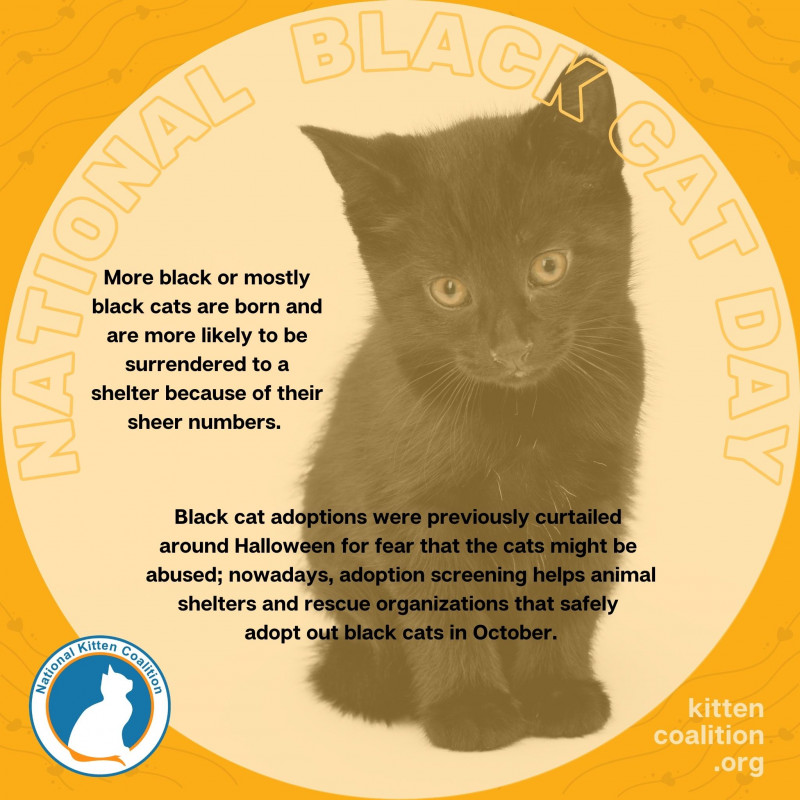 Celebrating Mini Panthers: National Black Cat Day - National Kitten ...