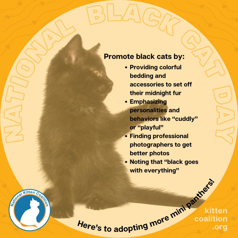 Celebrating Mini Panthers: National Black Cat Day - National Kitten ...