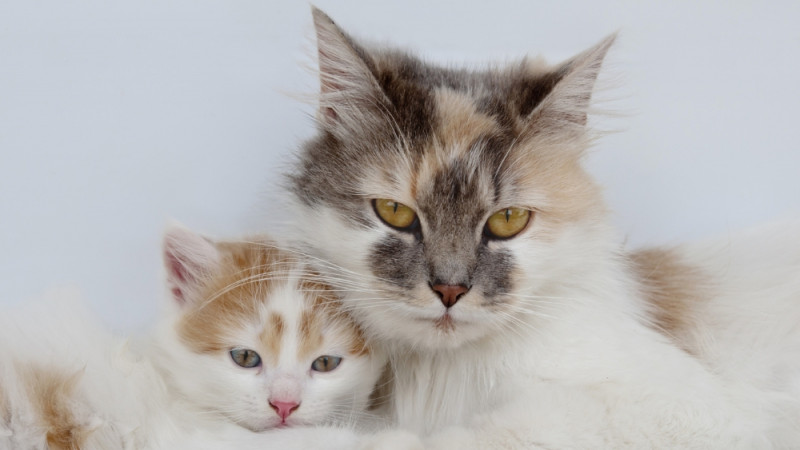 Hair: The Long and Short of It (Part 2) - National Kitten Coalition