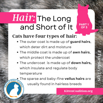 Hair: The Long and Short of It (Part 1) - National Kitten Coalition