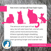 Hair: The Long and Short of It (Part 1) - National Kitten Coalition