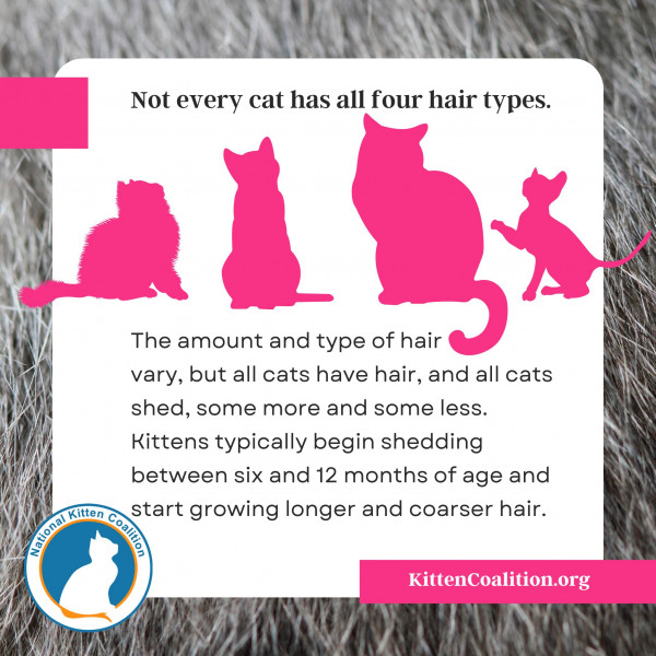 Hair: The Long and Short of It (Part 1) - National Kitten Coalition