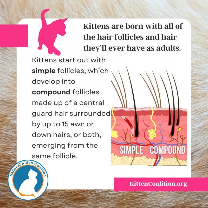 Hair: The Long and Short of It (Part 1) - National Kitten Coalition