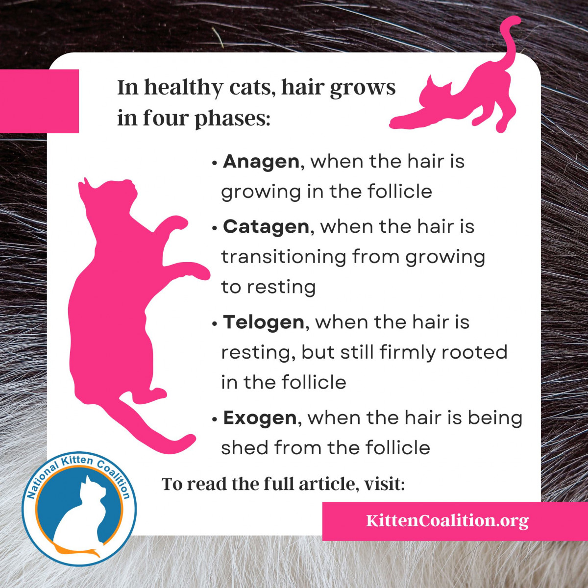 Hair: The Long and Short of It (Part 1) - National Kitten Coalition