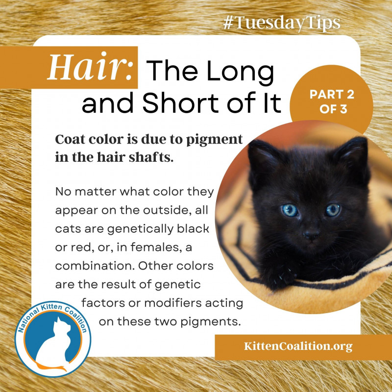 Hair: The Long and Short of It (Part 2) - National Kitten Coalition