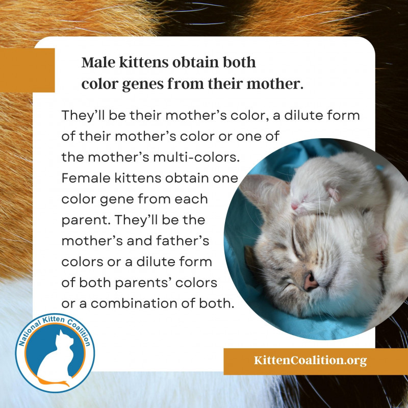 Hair: The Long and Short of It (Part 2) - National Kitten Coalition