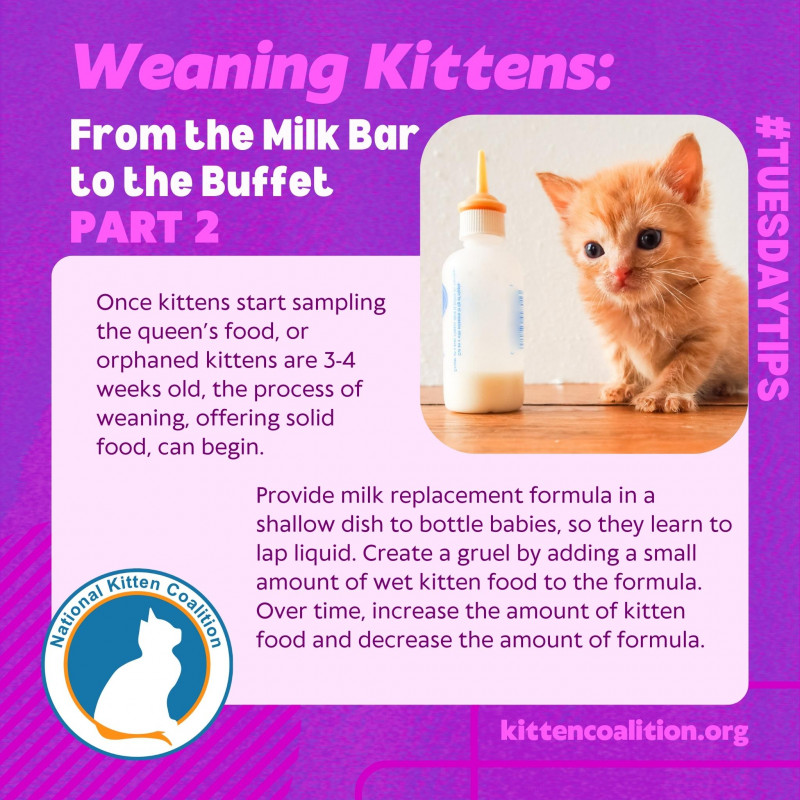 Weaning Kittens: From the Milk Bar to the Buffet (Part 2) - National ...