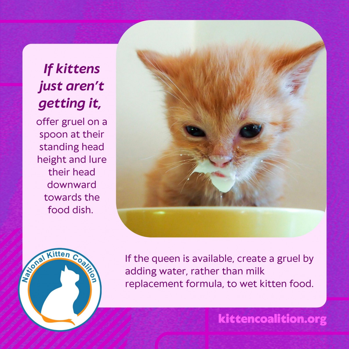 Weaning Kittens: From the Milk Bar to the Buffet (Part 2) - National ...
