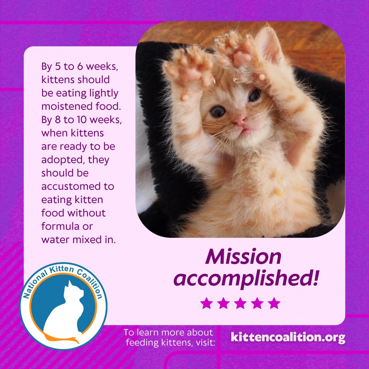 Weaning Kittens: From the Milk Bar to the Buffet (Part 2) - National ...