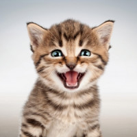 National Kitten Coalition_Increasing survival rates of kittens