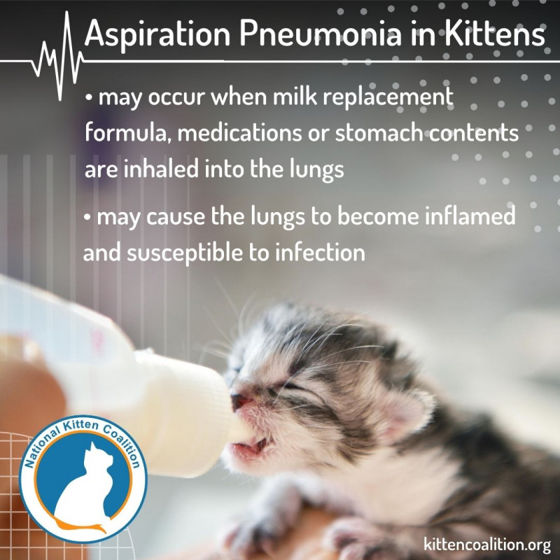 Aspiration Pneumonia in Kittens - National Kitten Coalition