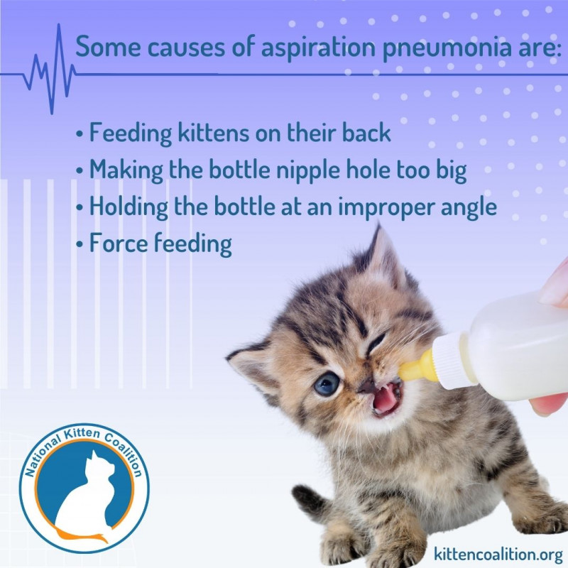 Aspiration Pneumonia in Kittens - National Kitten Coalition