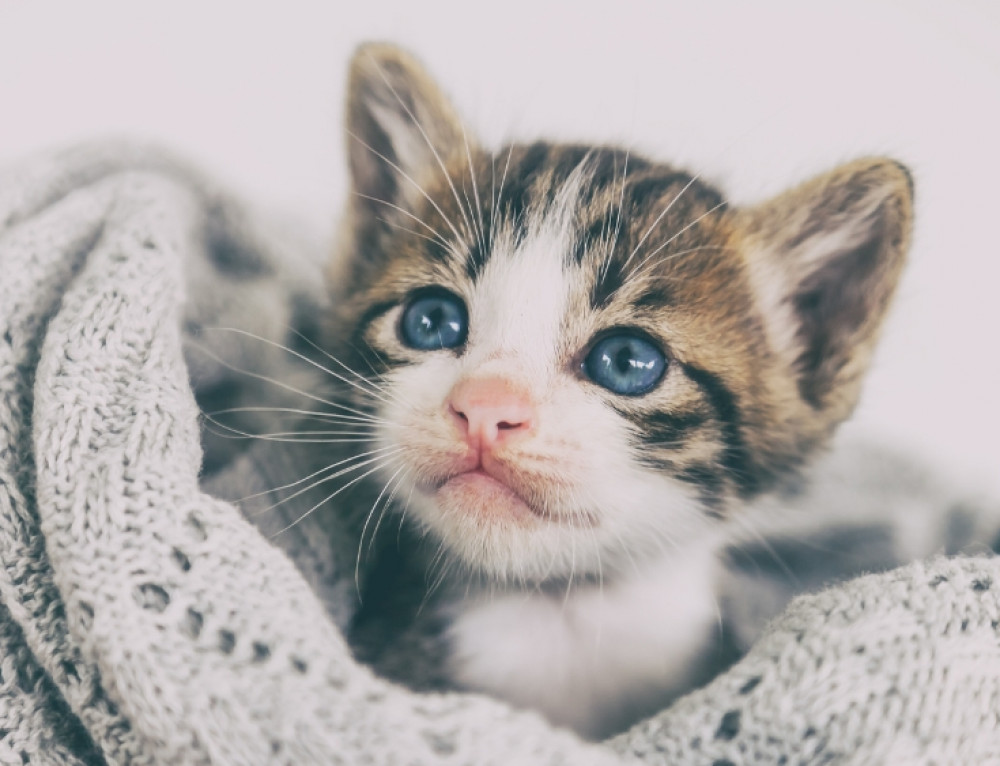 Feline Panleukopenia Virus (aka Distemper) in Kittens: Immediate Care ...