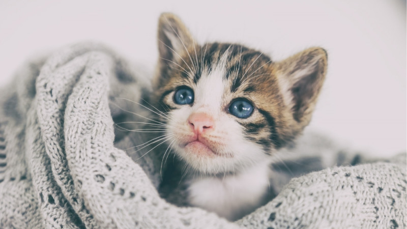 Common Eye Problems in Kittens - National Kitten Coalition