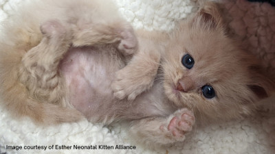 Twisted Legs in Kittens - National Kitten Coalition
