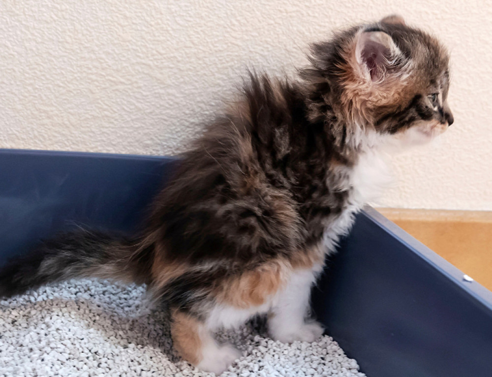 Feline Panleukopenia Virus (aka Distemper) in Kittens: Immediate Care ...