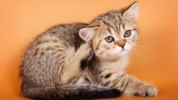 Ectoparasites in Kittens and Cats - National Kitten Coalition