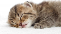 Understanding and Defeating Fading Kitten Syndrome - National Kitten ...