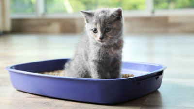 In One End, Out the Other: Understanding Kitten Poop - National Kitten ...