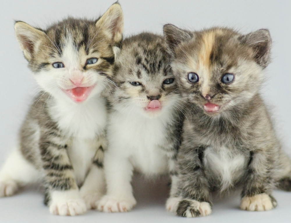 Rectal Prolapse in Kittens - National Kitten Coalition
