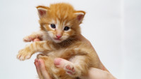 Feline Panleukopenia Virus (aka Distemper) in Kittens: Immediate Care ...