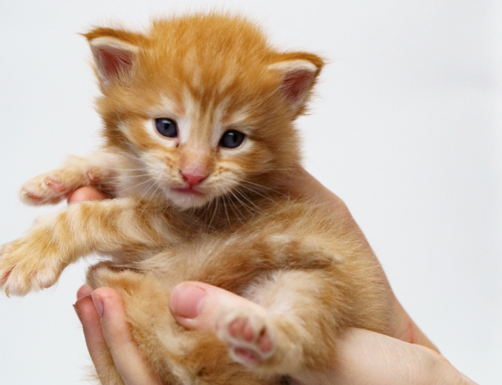 Critical Care for Kittens–Flea Anemia: Part 4 of 4 - National Kitten ...