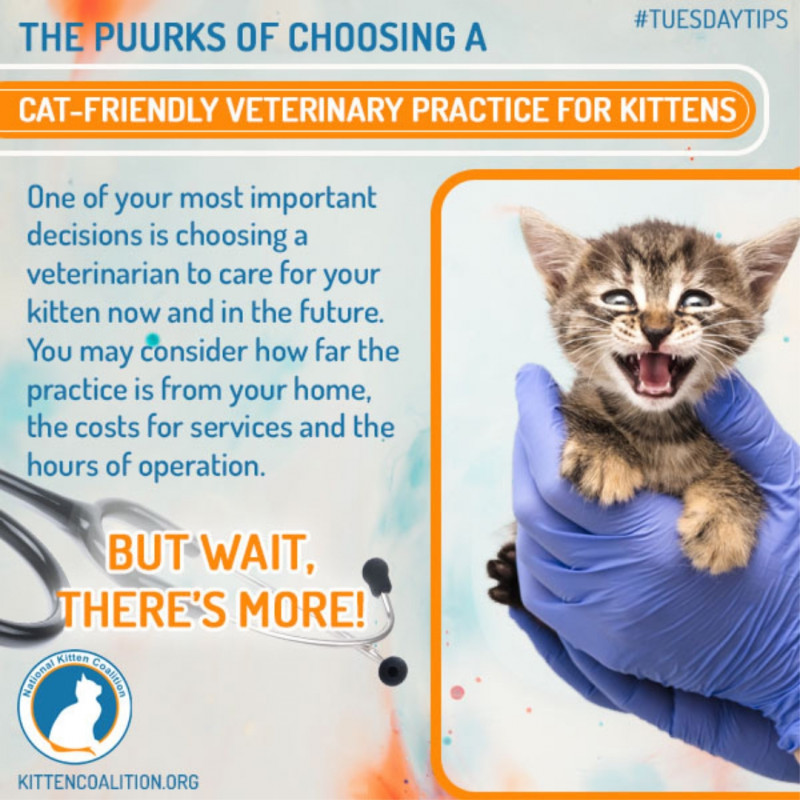 The Purrks of Choosing a Cat Friendly Practice® for Veterinary Care ...