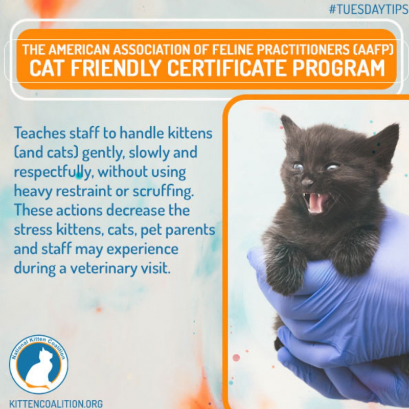 The Purrks of Choosing a Cat Friendly Practice® for Veterinary Care ...