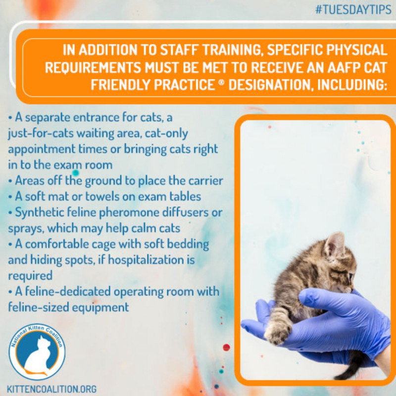 The Purrks of Choosing a Cat Friendly Practice® for Veterinary Care ...