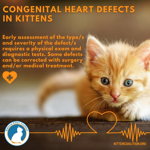 Congenital Heart Defects in Kittens - National Kitten Coalition