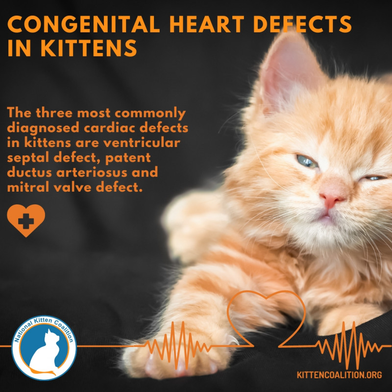 Congenital Heart Defects in Kittens - National Kitten Coalition
