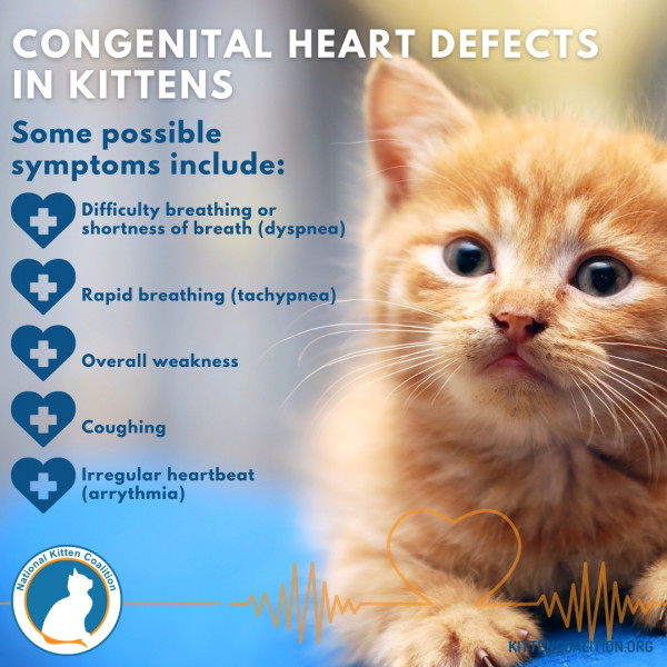 Congenital Heart Defects in Kittens - National Kitten Coalition