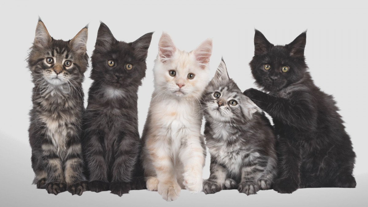 The Case for Feline Fix by Five - National Kitten Coalition