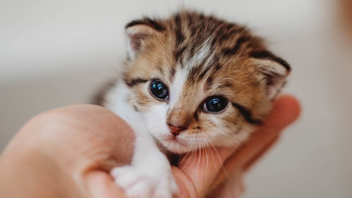 Neonatal and Early Kittenhood Emergencies - National Kitten Coalition
