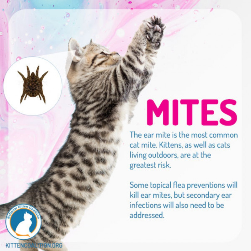 Ectoparasites in Kittens and Cats - National Kitten Coalition