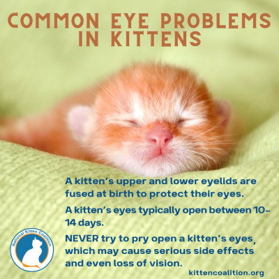 Common Eye Problems in Kittens - National Kitten Coalition