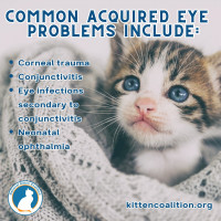 Common Eye Problems in Kittens - National Kitten Coalition