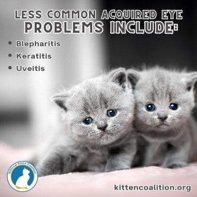 Common Eye Problems in Kittens - National Kitten Coalition