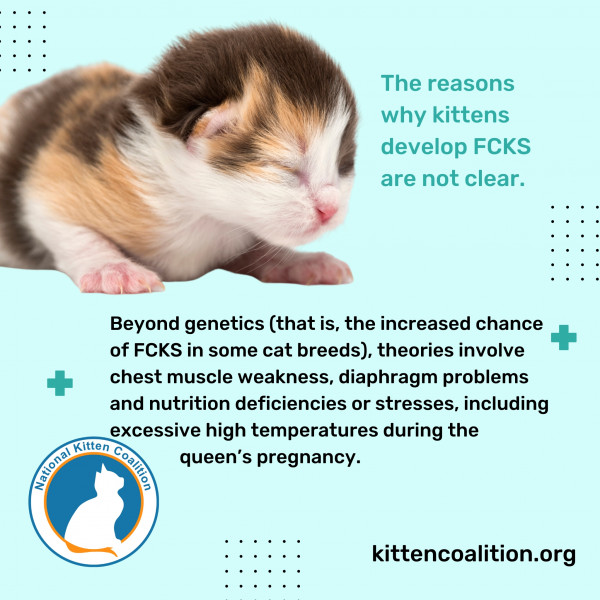 Understanding, Recognizing and Treating Flat Chested Kitten Syndrome ...