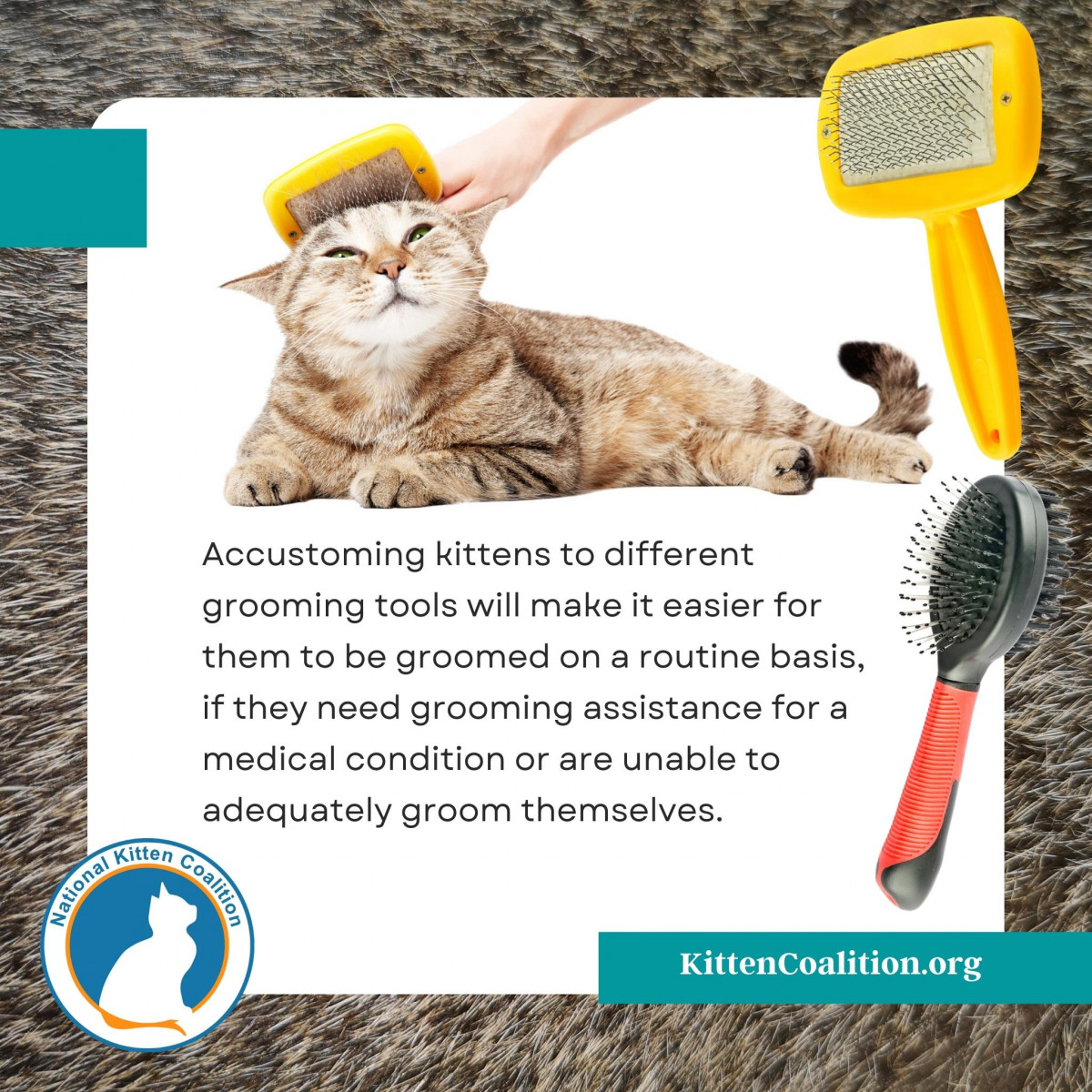 Hair: The Long and Short of It (Part 3) - National Kitten Coalition