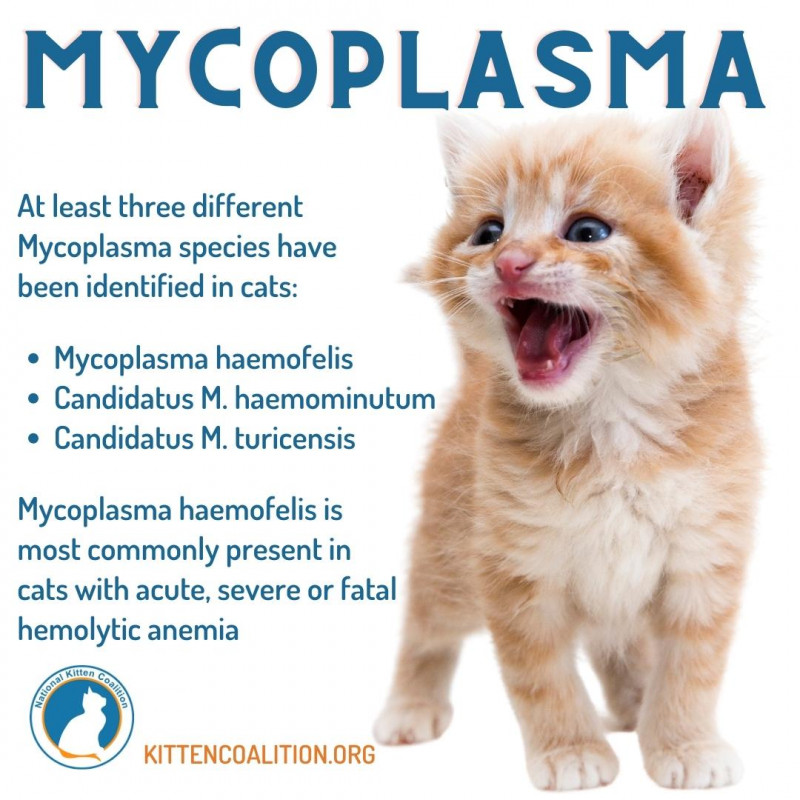 Understanding and Treating Feline Hemotropic Mycoplasma - National ...