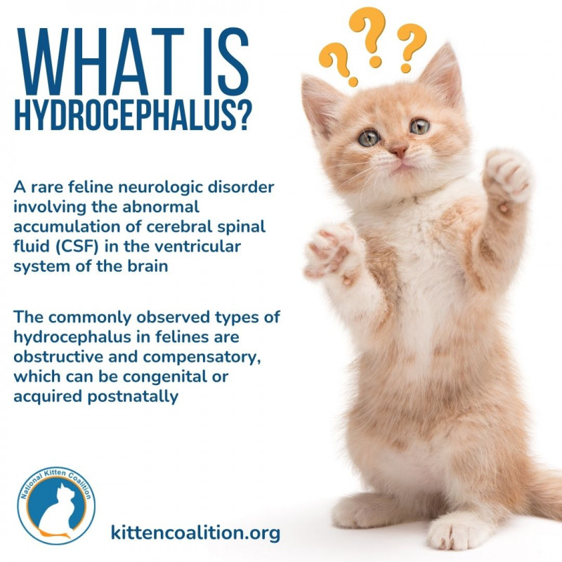 Hydrocephalus in Kittens - National Kitten Coalition