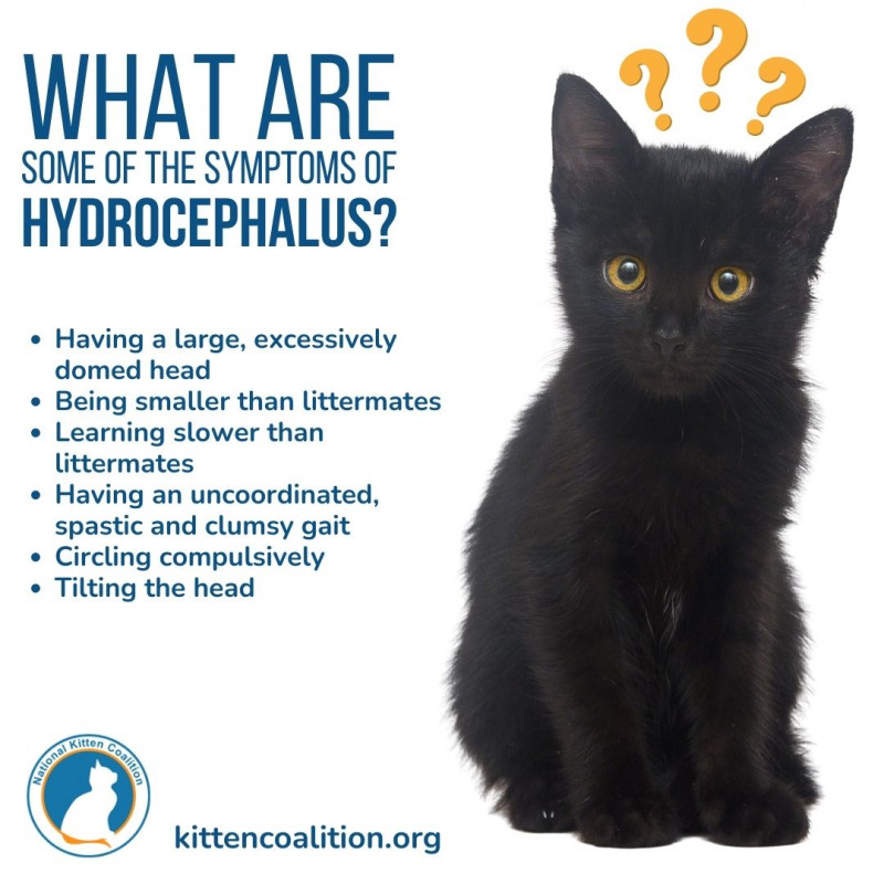 Hydrocephalus in Kittens - National Kitten Coalition