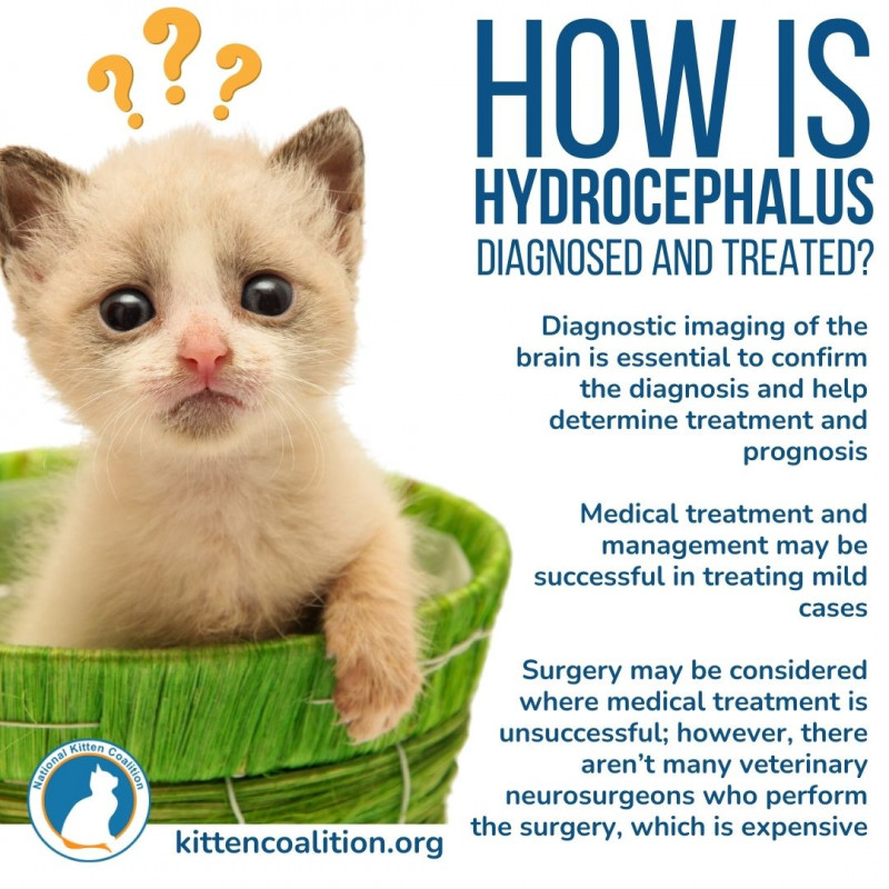Hydrocephalus in Kittens - National Kitten Coalition